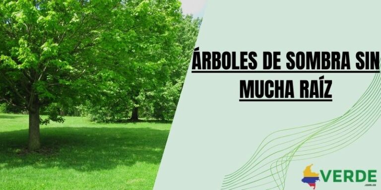 Tipos de árboles de la selva - Colombia Verde