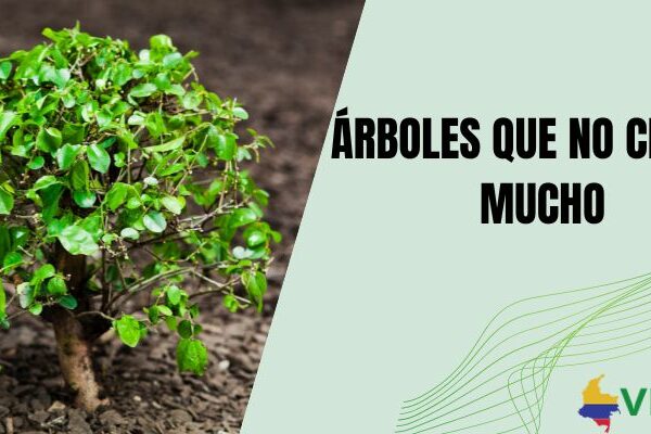 Como se clasifican los árboles - Colombia Verde