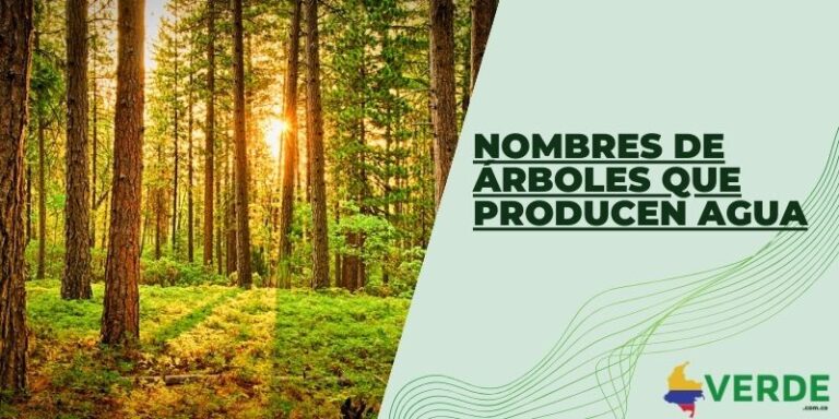 Siembra de árboles para el medio ambiente - Colombia Verde