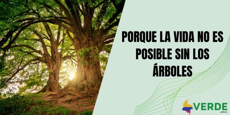 Para qué sirve la savia de los árboles - Colombia Verde
