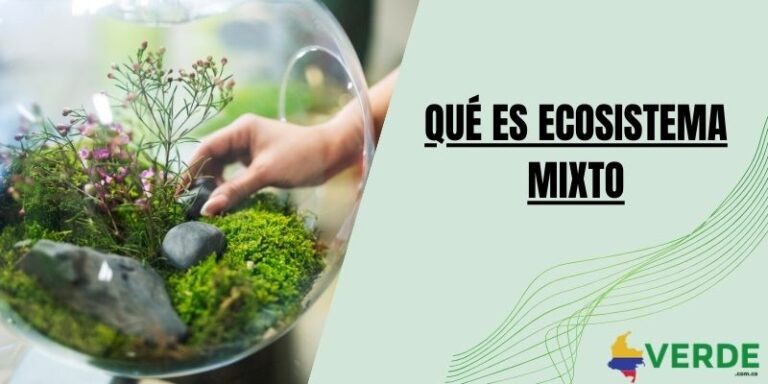 Qué es ecosistema mixto - Colombia Verde