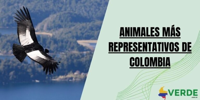 Animales de los humedales de Colombia - Colombia Verde