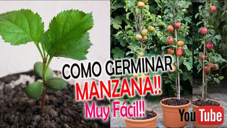 Como sembrar manzanas en casa - Colombia Verde